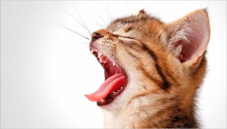 Cómo educar a tu gato para que no maúlle﻿ - Diario los Andes